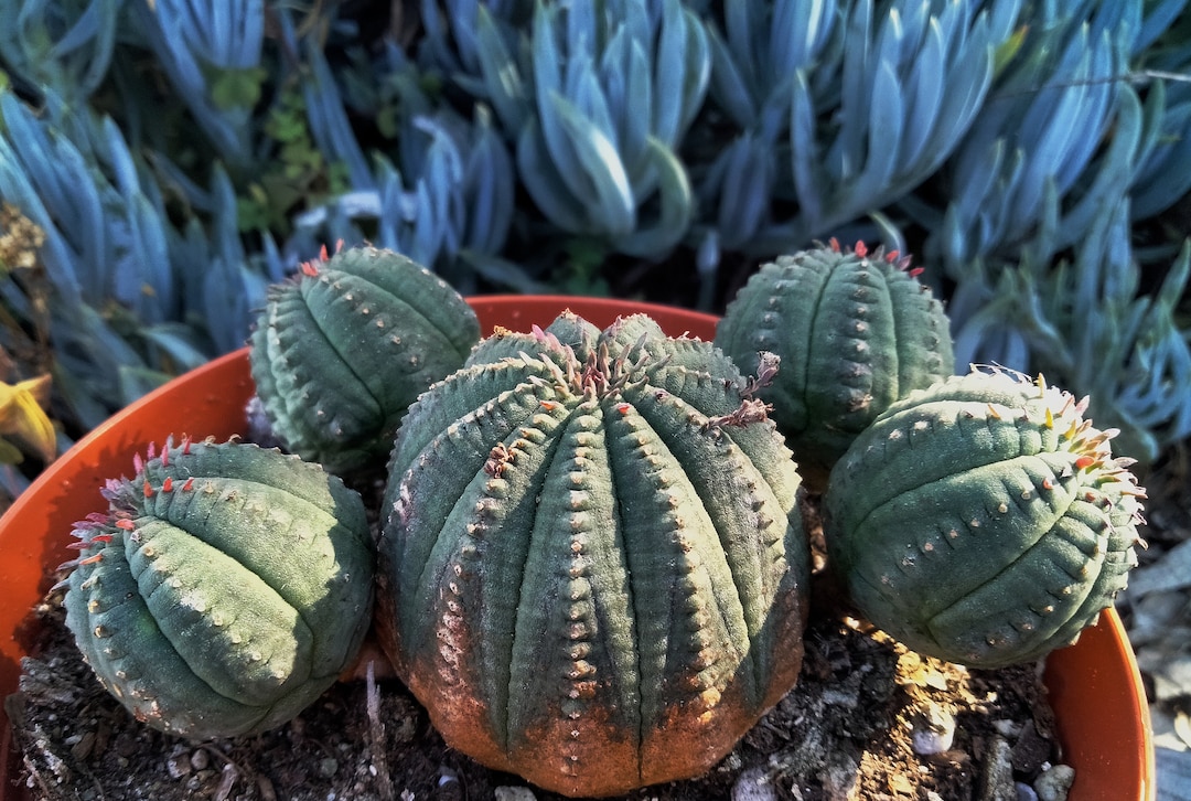 Euphorbia Obesa, Baseball Plant, Subtropical Succulent Species of ...
