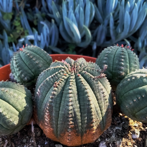Obesa - Etsy