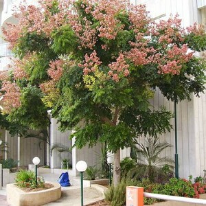 Deciduous Koelreuteria Bipinnata, Chinese Flame Tree, Chinese Golden ...