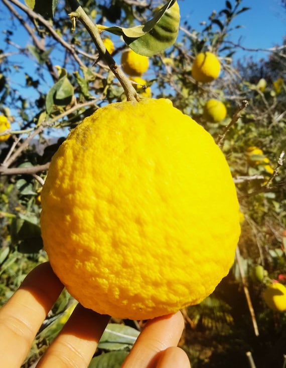 Ponderosa Lemon