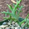 Rare Arch Leaf Agave Bracteosa 'calamar' , Non-clumping Form of Agave ...