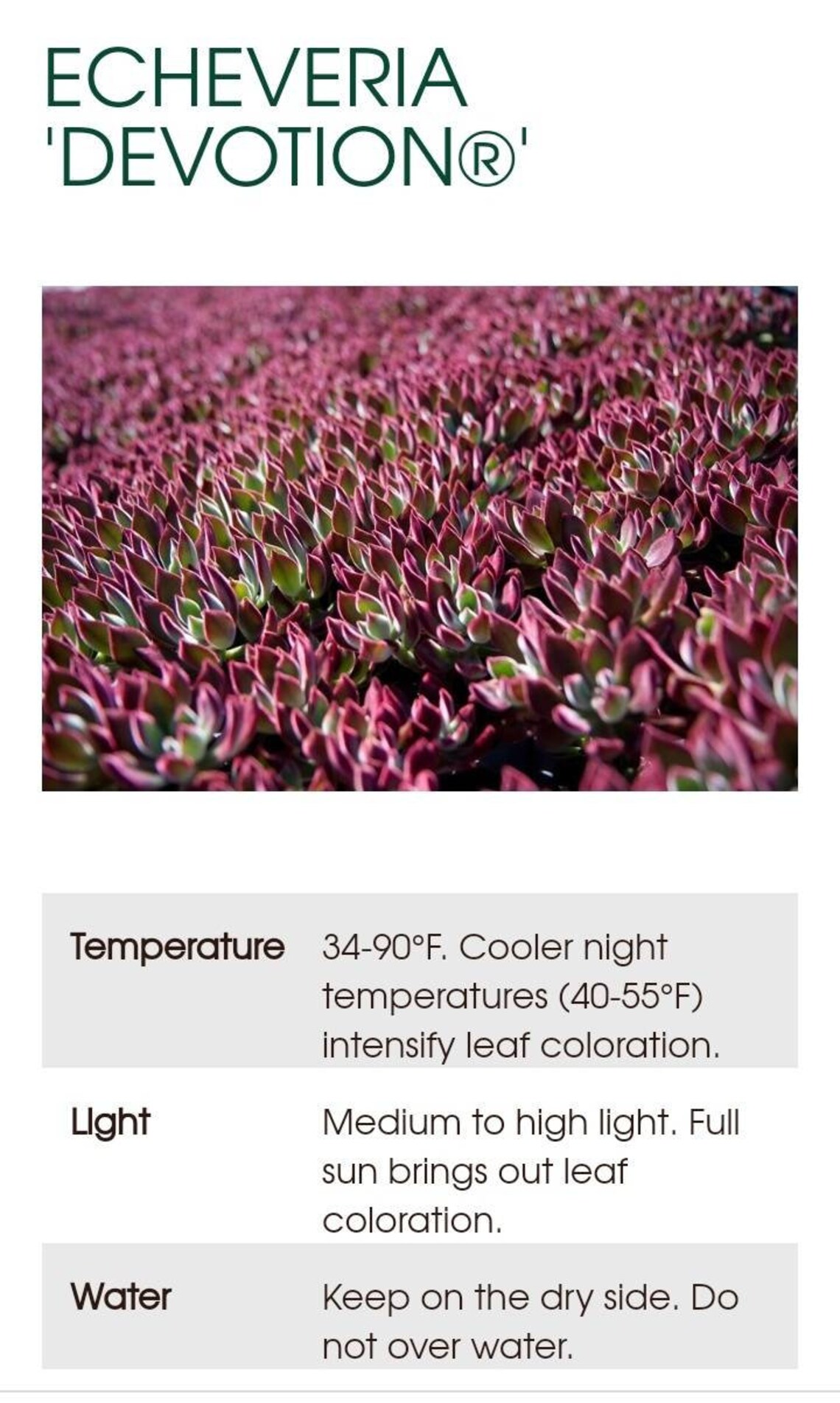 Echeveria Red Devotion 'ruby Slippers Echeveria Pulvinata | Etsy