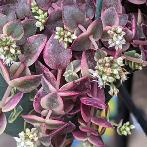 Red Calico Kitten Crassula, Crassula Pellucida, Crassula Marginalis ...