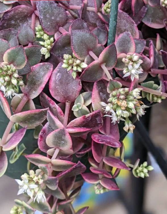 Red Calico Kitten Crassula, Crassula Pellucida, Crassula Marginalis ...