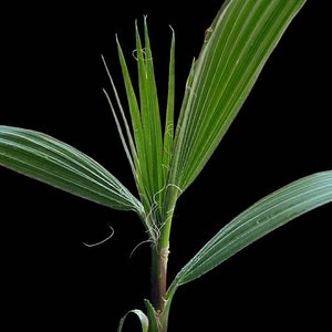 Washingtonia Robusta, Mexican Fan Palm, the Skyduster Palm, Fast ...