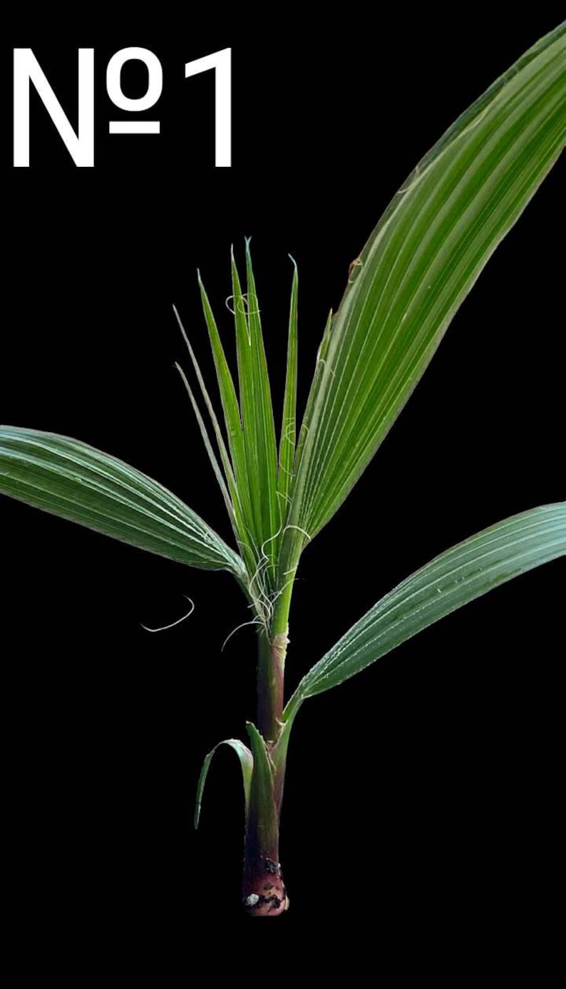 Washingtonia Robusta, Mexican Fan Palm, the Skyduster Palm, Fast ...