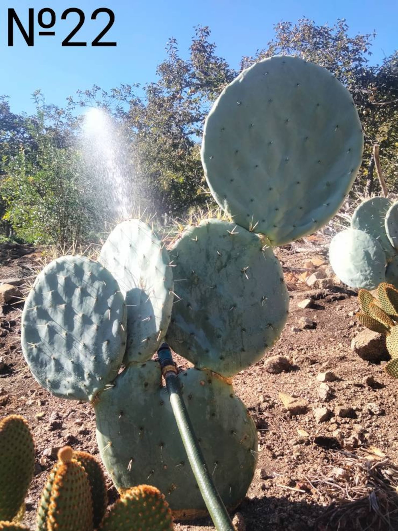 XL Opuntia Robusta Silver Dollar Dinner Plate Nopal Tapon - Etsy