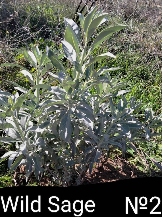 Wild Sage Plant