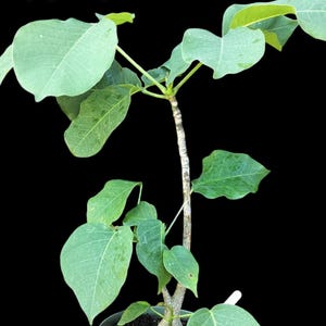 Pseudobombax Ellipticum Bombax, Shaving Brush Tree, Dr Seuss Tree ...