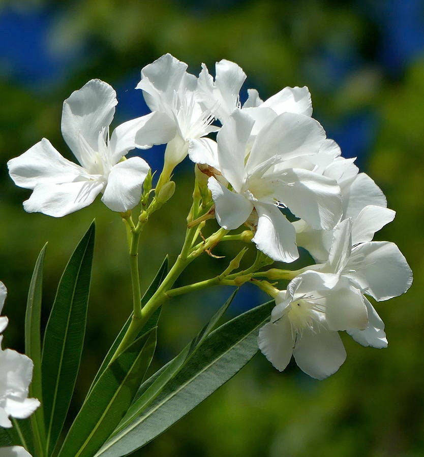 White Oleander Flower