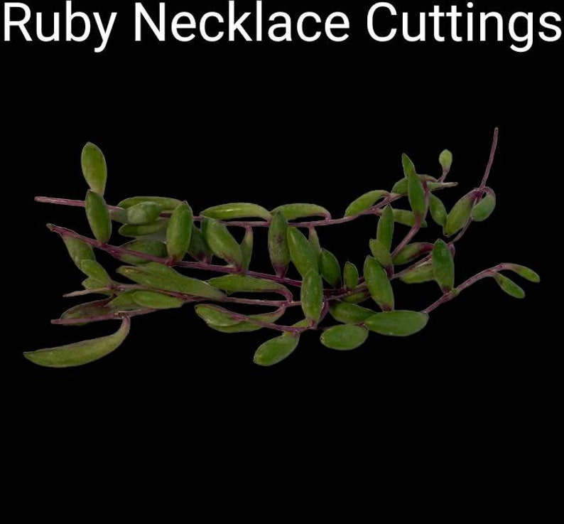 The Othonna Capensis Ruby Necklace String of Ruby Necklaces - Etsy