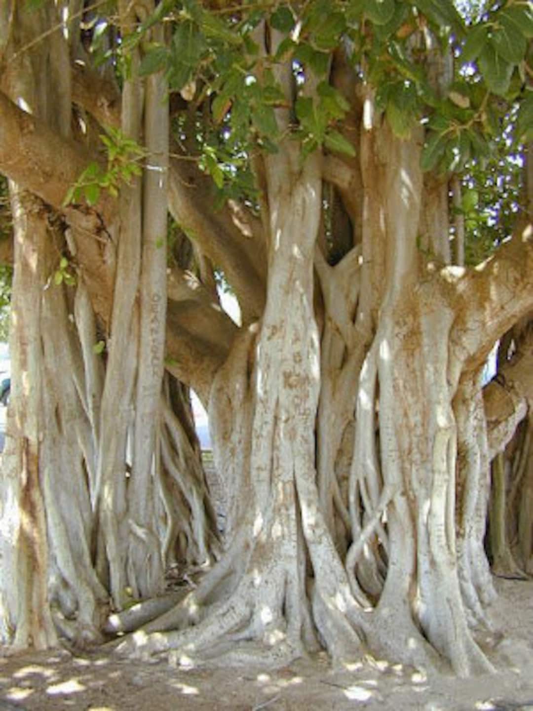 Ficus ‘audrey’ Banyan Tree, Trendy Low Maintenance, Large Leaf House ...