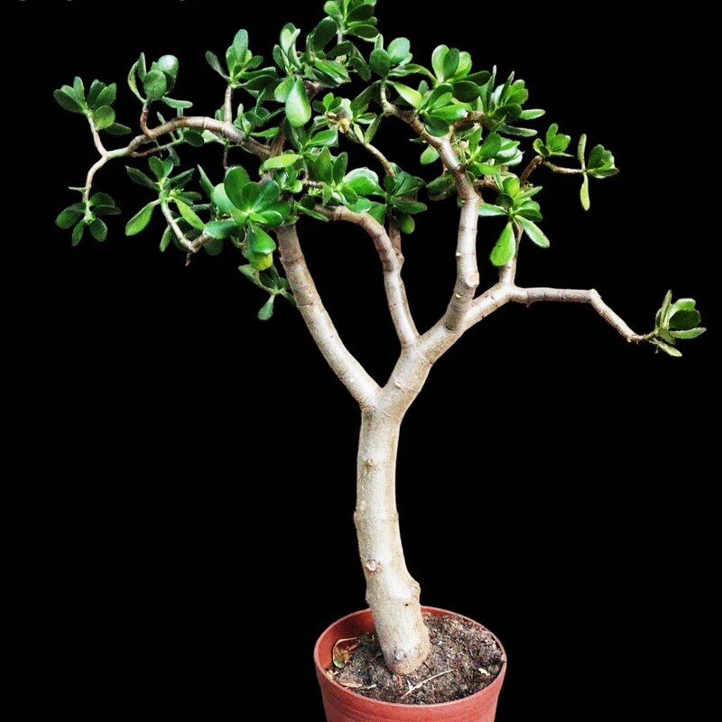 Large Jade Plant - Etsy