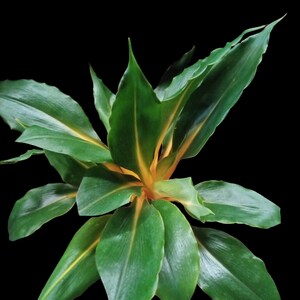 Chlorophytum Fire Flash Plant, Chlorophytum Orchidastrum - Etsy