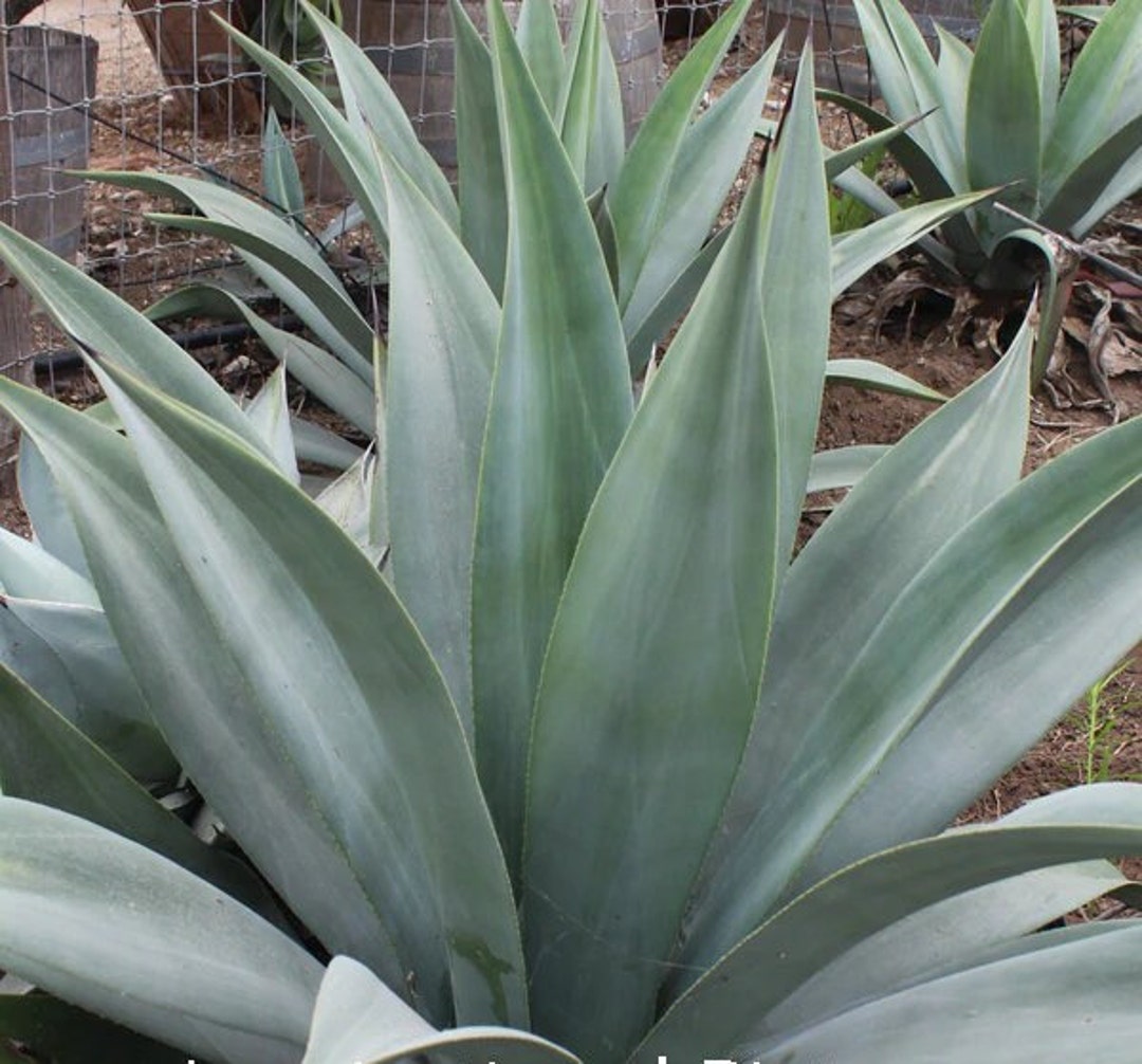 Agave Weberi, Weber Agave, Bluish-green Evergreen Foliage Bold Spikes ...