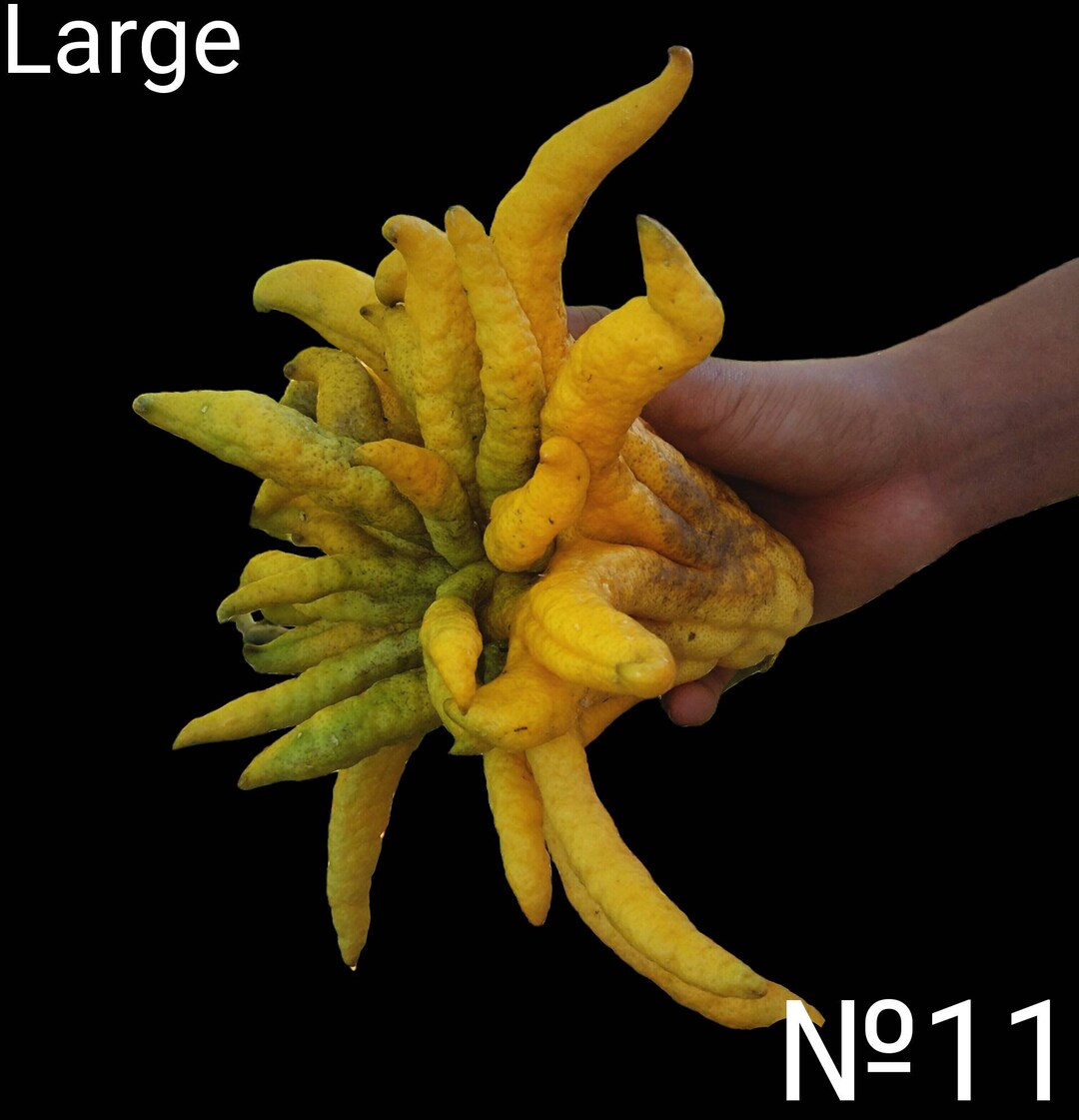 Exotic Buddha's Hand Tree, Fingered Citron| Scion, Buddha Hand Fruit ...