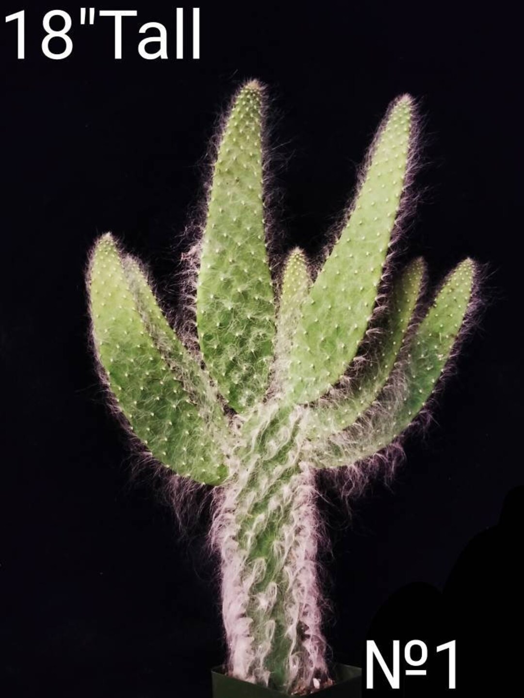 Opuntia Erinacea Ursine Snow Cactus, Hairy Roger, Snow Fuzzy, Soft and ...