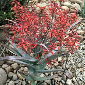 Aloe Divaricata Diablo mr. Toothy Aloe, Brilliant Red Teeth at the ...