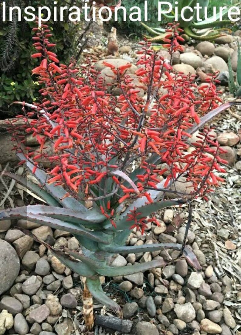 Aloe Divaricata Diablo mr. Toothy Aloe Brilliant Red Teeth - Etsy