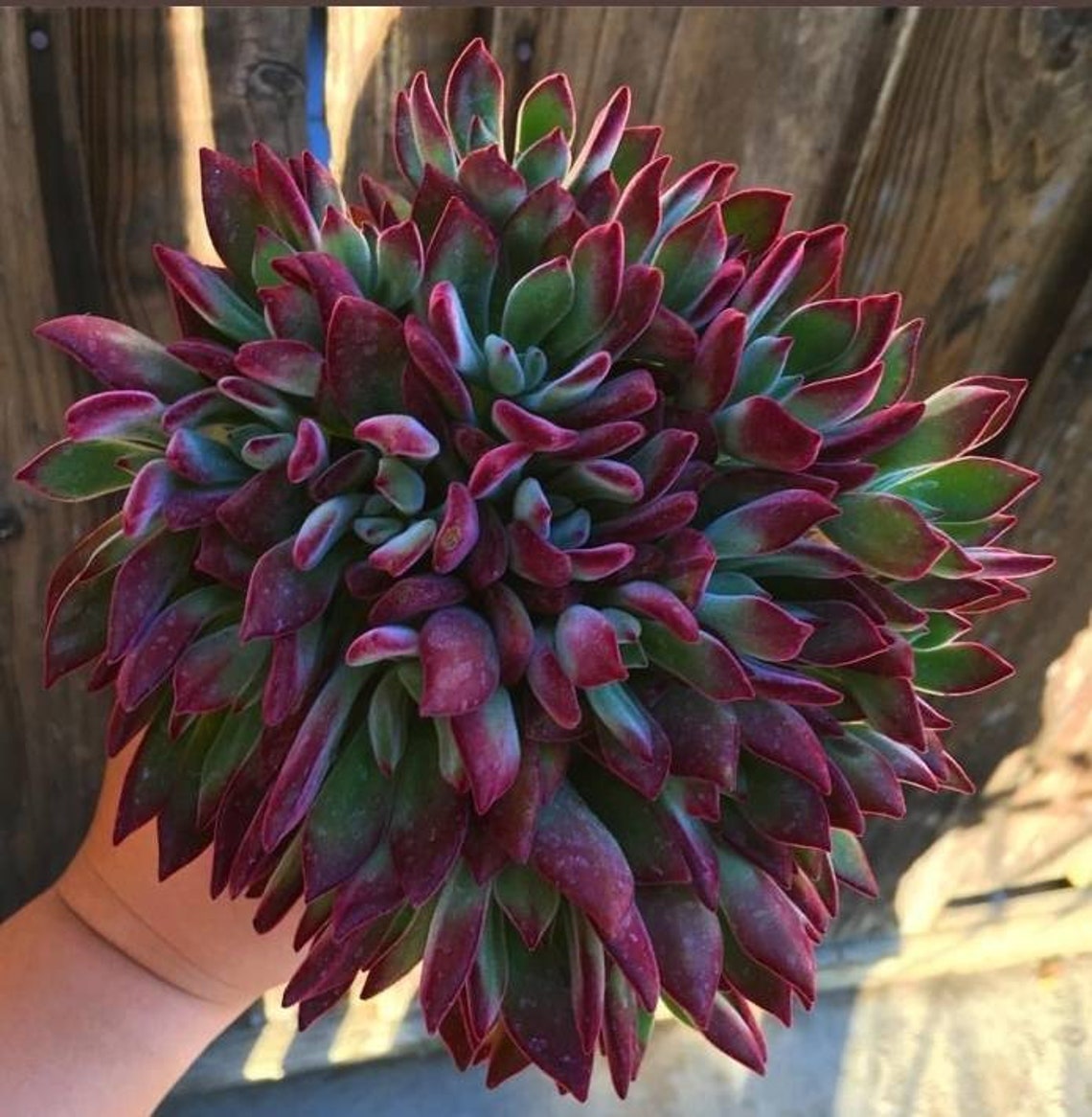 Echeveria Red Devotion Ruby Slippers, Echeveria Pulvinata, Rare Furry ...