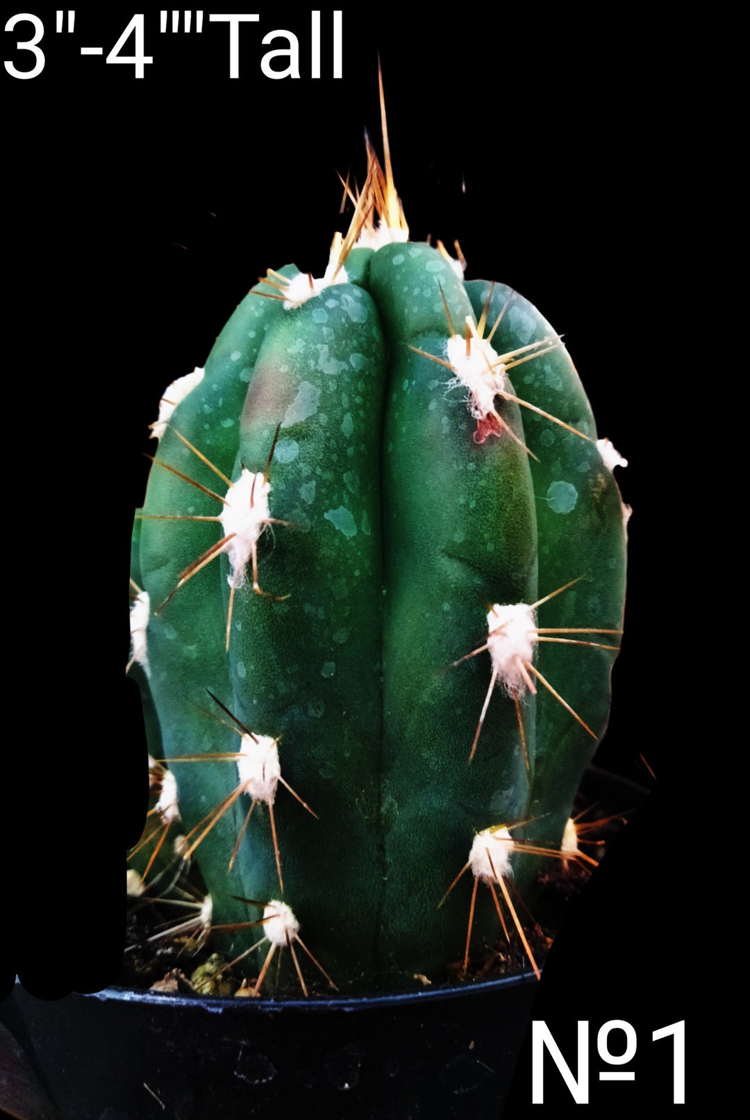 Stetsonia Coryne, Toothpick Cactus, Specimen Focal Point, Xeriscape ...