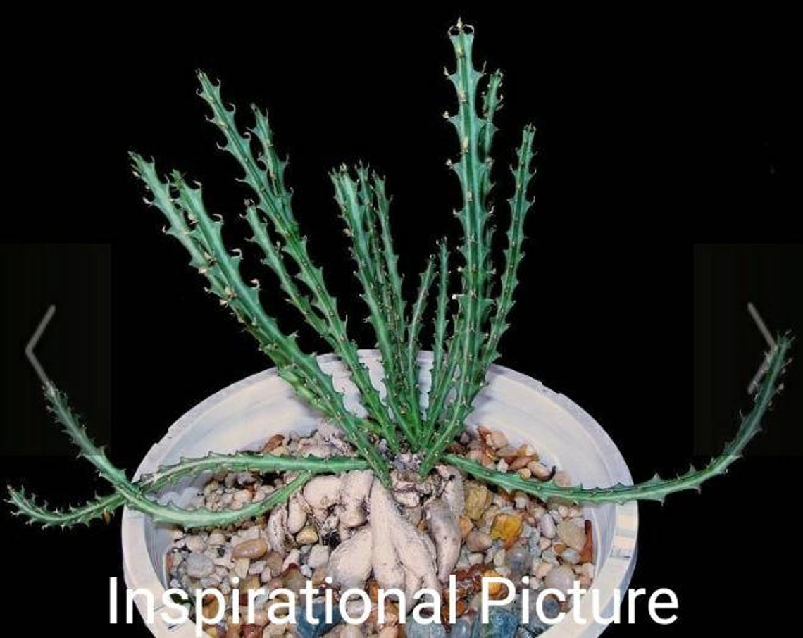 Euphorbia Knuthii Dwarf Spiny Succulent Shrublet. Roots - Etsy