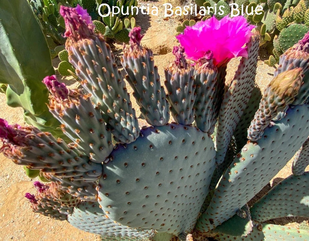 Opuntia Basilaris Blue, the Beaver Tail Cactus, Bright Pink Fuchia ...