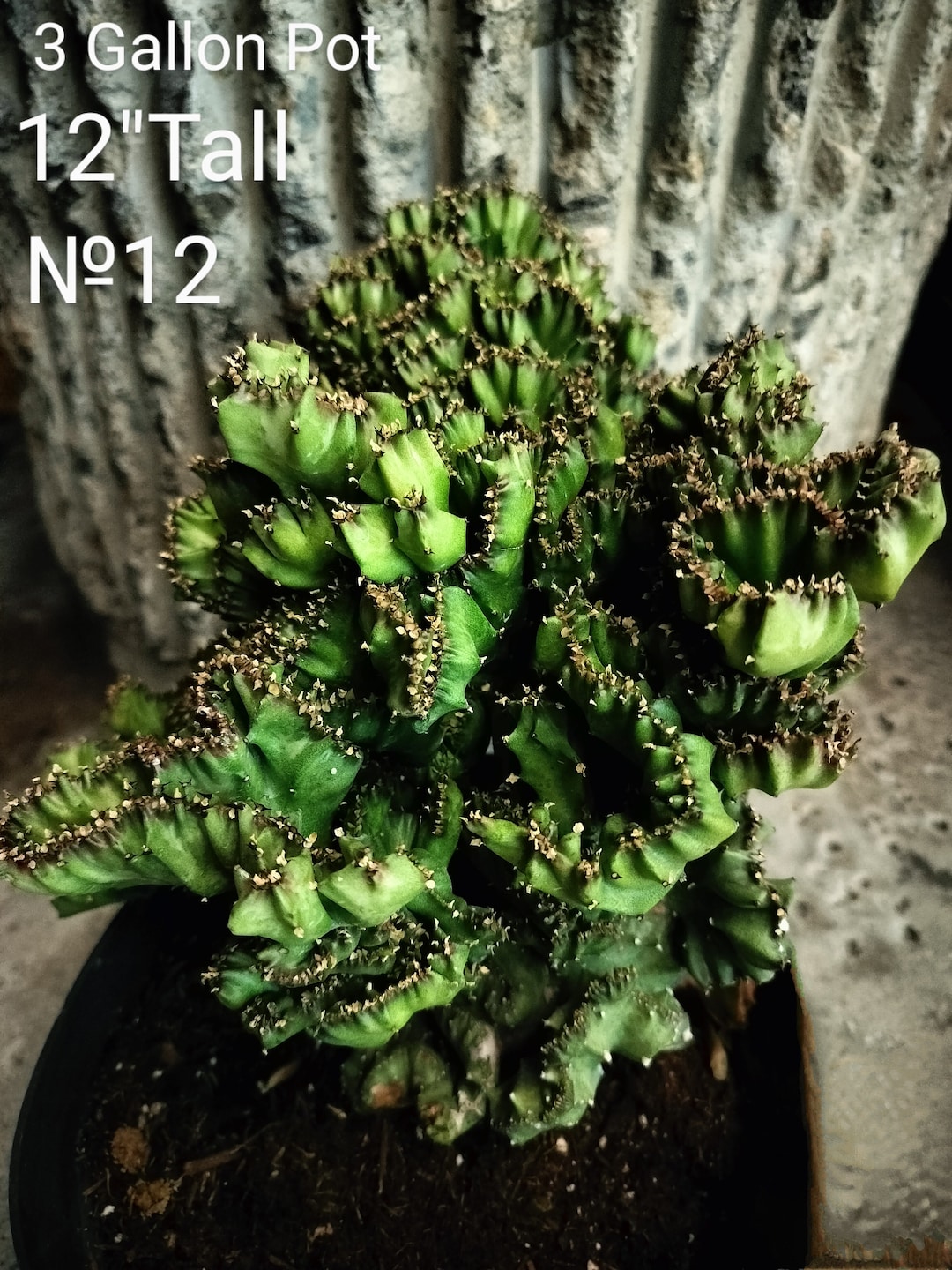 Crested African Golden Candelabra, Ammak Candelabra, Euphorbia Ammak ...