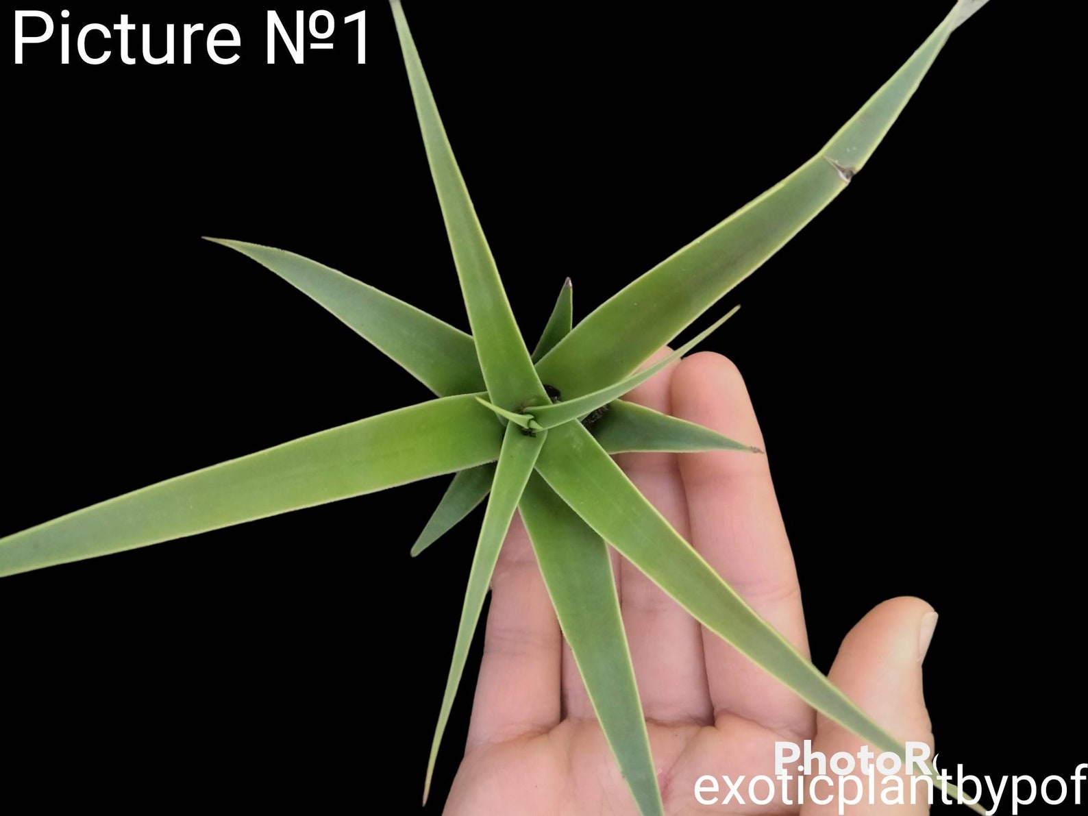 Rare Arch Leaf Agave Bracteosa 'calamar' , Non-clumping Form of Agave ...