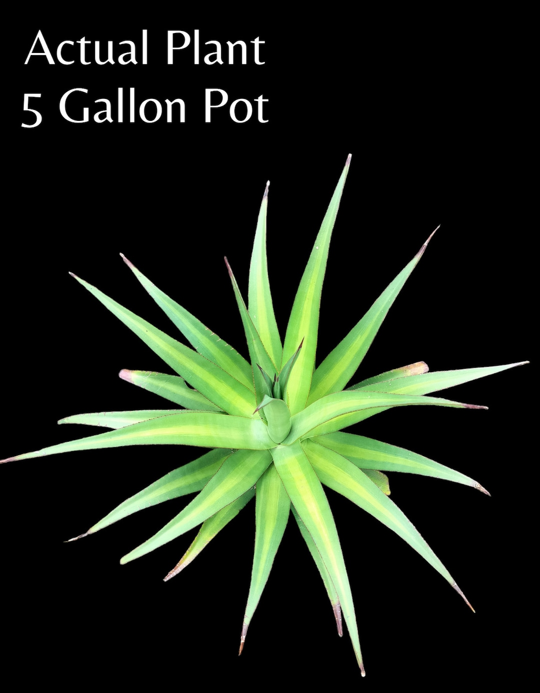 Agave Mateo, Mathew Agave. Hybrid Between Agave Bracteosa and Agave ...