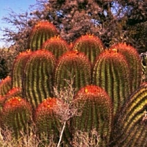 Ferocactus Stainesii, Ferocactus Pilosus, a Clumping Barrel Cactus With ...