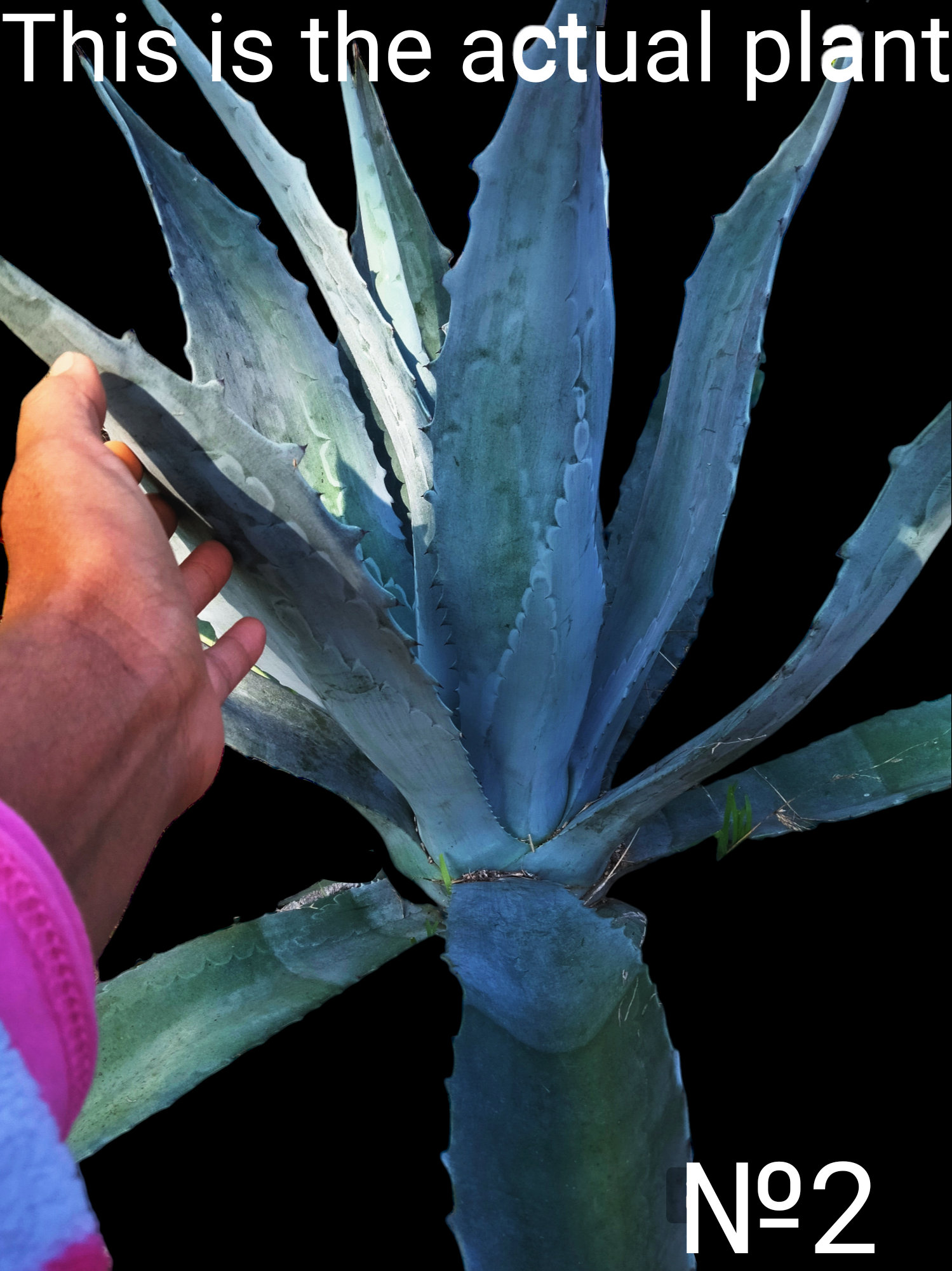 XL Agave Americana, American Century Plant. Winter Hardy to USDA Zones ...