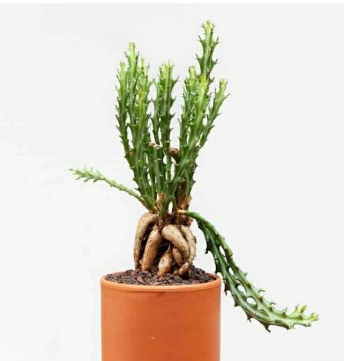 Euphorbia Knuthii Dwarf Spiny Succulent Shrublet. Roots - Etsy