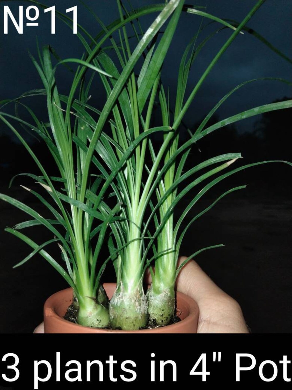 Extra Large Ponytail Palm. Stunning Bulboustrunk & Lush Long Curly ...