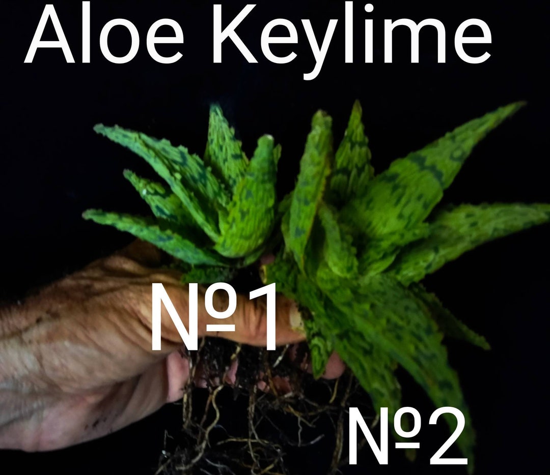 Aloe Key Lime, Showy Flower, Attracts Hummingbirds - Etsy