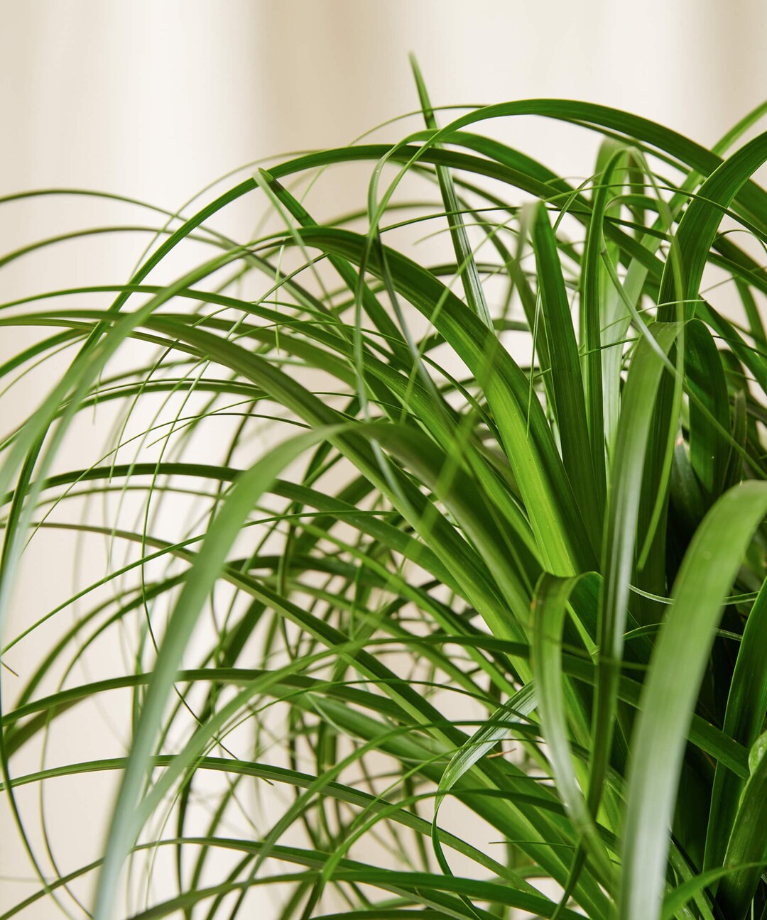 Extra Large Ponytail Palm. Stunning Bulboustrunk & Lush Long Curly ...