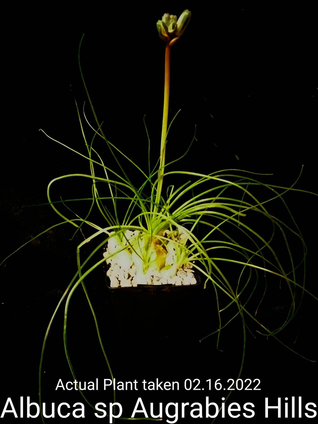 Albuca Polyphylla augrabies Hills Winter-growing Bulb - Etsy