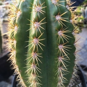 Trichocereus Sun Goddess, Flying Saucer, Red Flower, Handsome Columnar ...
