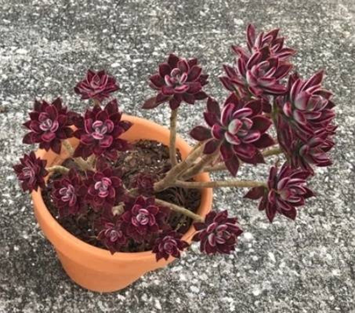 Echeveria Red Devotion Ruby Slippers, Echeveria Pulvinata, Rare Furry ...