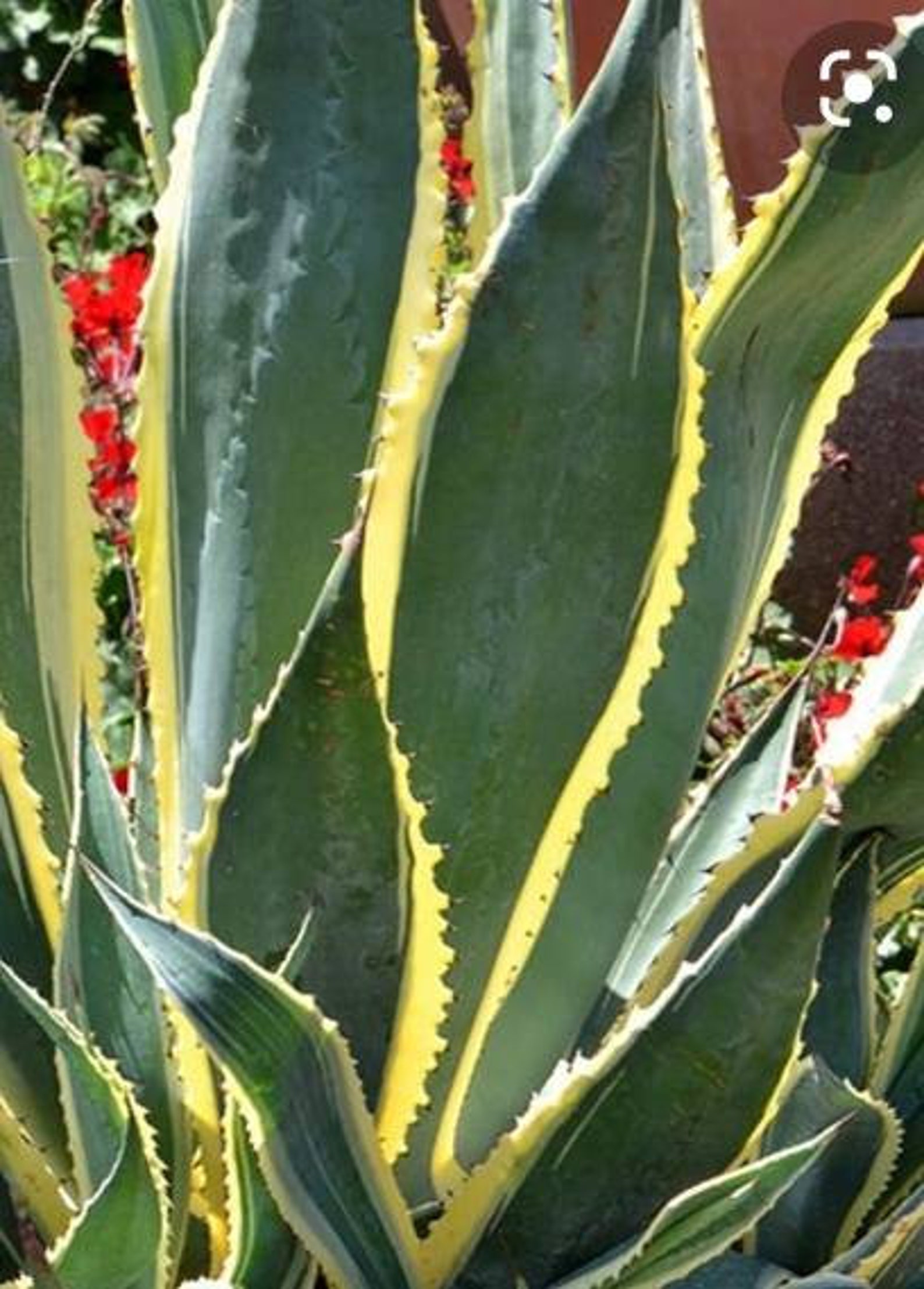 Zone 8 Plant, XL Agave Americana 'marginata' Variegated Century Plant ...