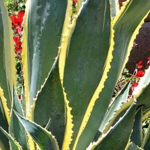 Zone 8 Plant, XL Agave Americana 'marginata' Variegated Century Plant ...