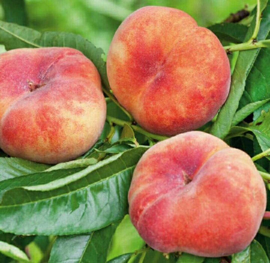 Galaxy or Stark Saturn Peach. Sweet Donut Peach Scions Cutting, No Root ...