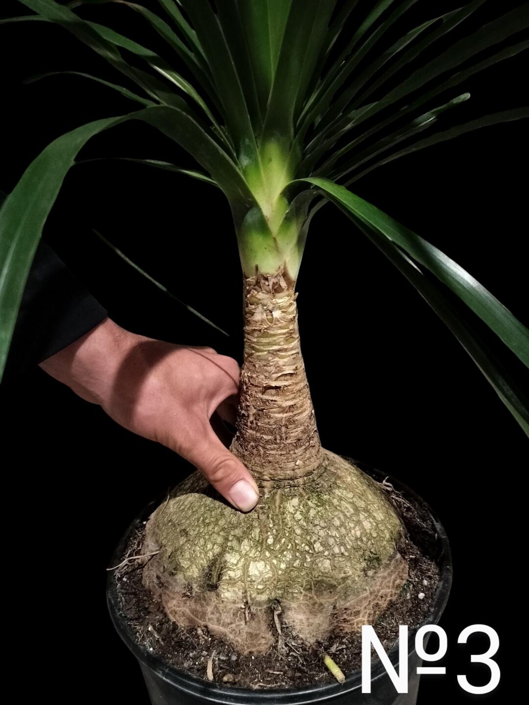 Extra Large Ponytail Palm. Stunning Bulboustrunk & Lush Long Curly ...