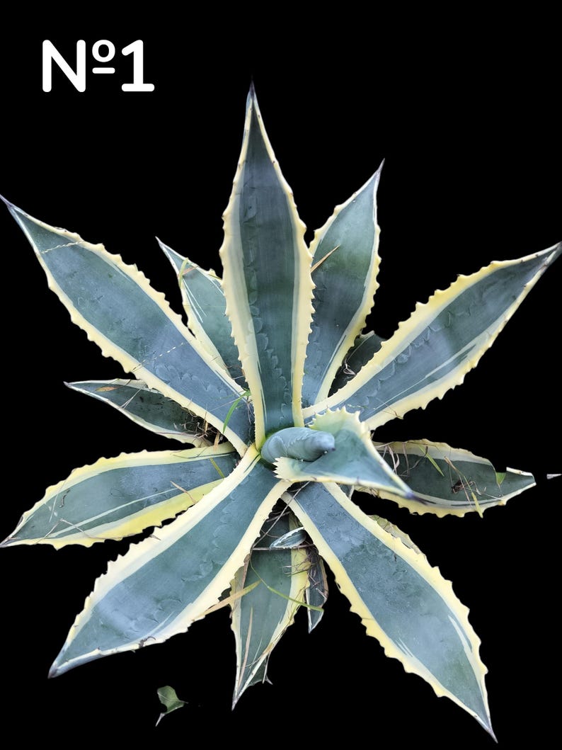 Zone 8 Plant, XL Agave Americana 'marginata' Variegated Century Plant ...