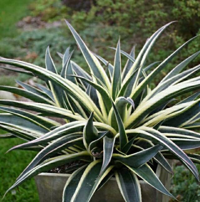 Rare Succulent 'snow Leopard' Mangave Variegated Spot - Etsy