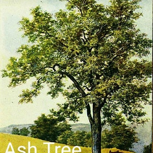 Stubby Bonsai, 2-4 Years Old, Shipped Bareroot, Ash Trees 'lightning ...