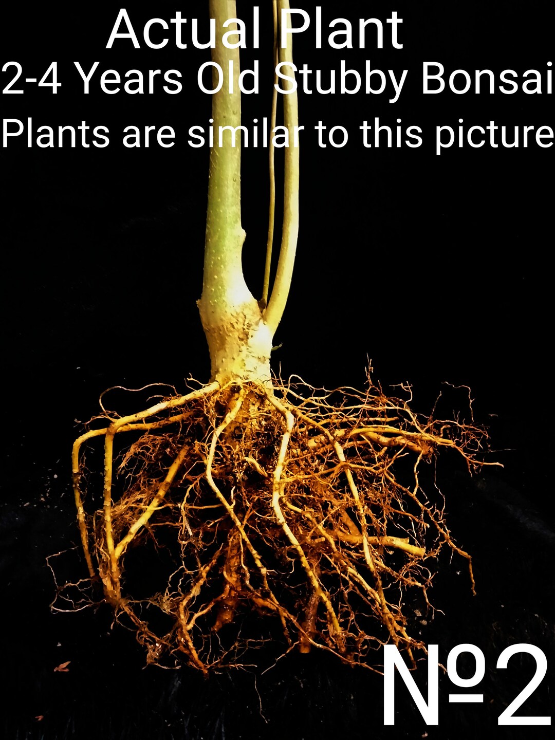 Stubby Bonsai, 2-4 Years Old, Shipped Bareroot, Ash Trees 'lightning ...