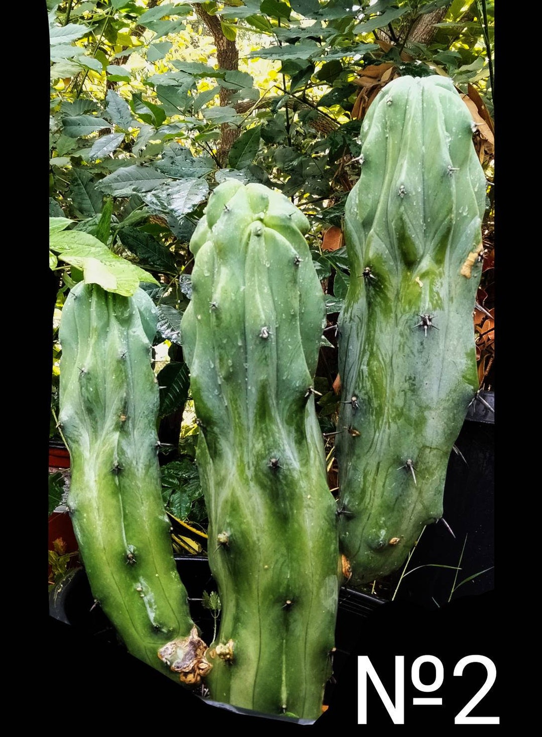 Edible Fruit Garambullo, Blue Myrtle-cactus, Blue Candle ...