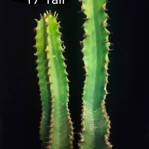 XL Cactus Specimen Chocolate Drop Euphorbia Ingenticapsa, Candelabra ...