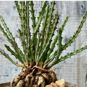 Euphorbia Knuthii, Dwarf Spiny Succulent Shrublet. Roots Tuberous ...